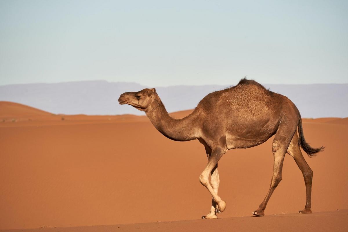 Die arabische Kultur verstehen: Ein Guide | Superprof